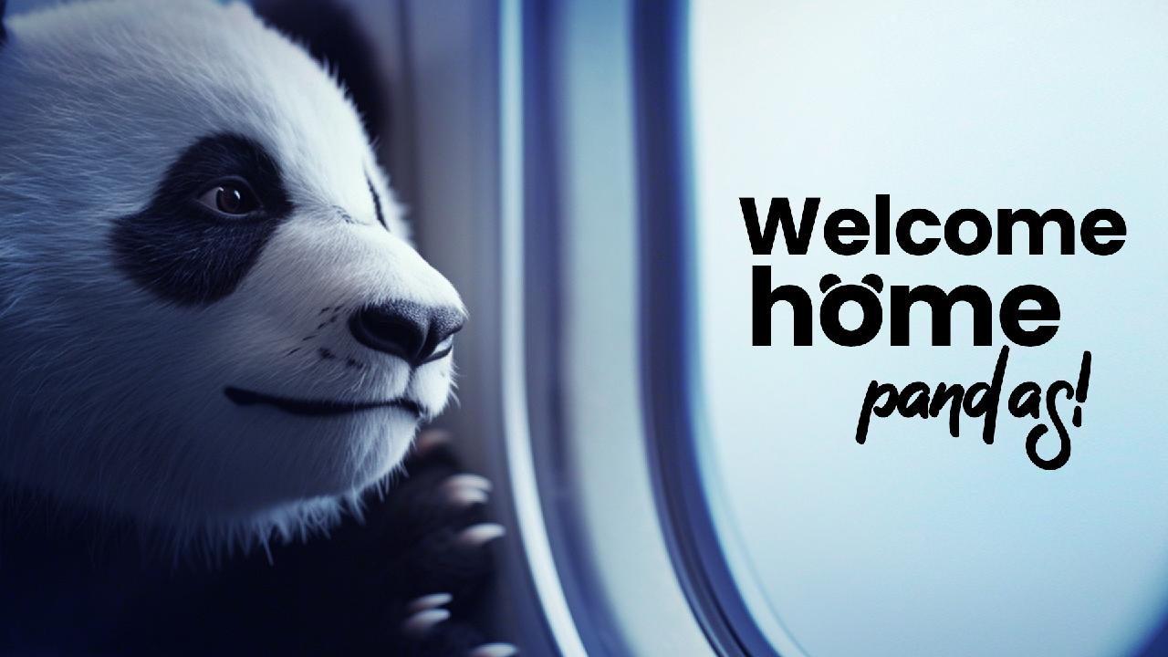 Welcome home, pandas! - CGTN