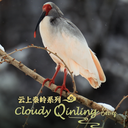 Cloudy Qinling Series: Ep. 1: The 'central air conditioner' of China - CGTN