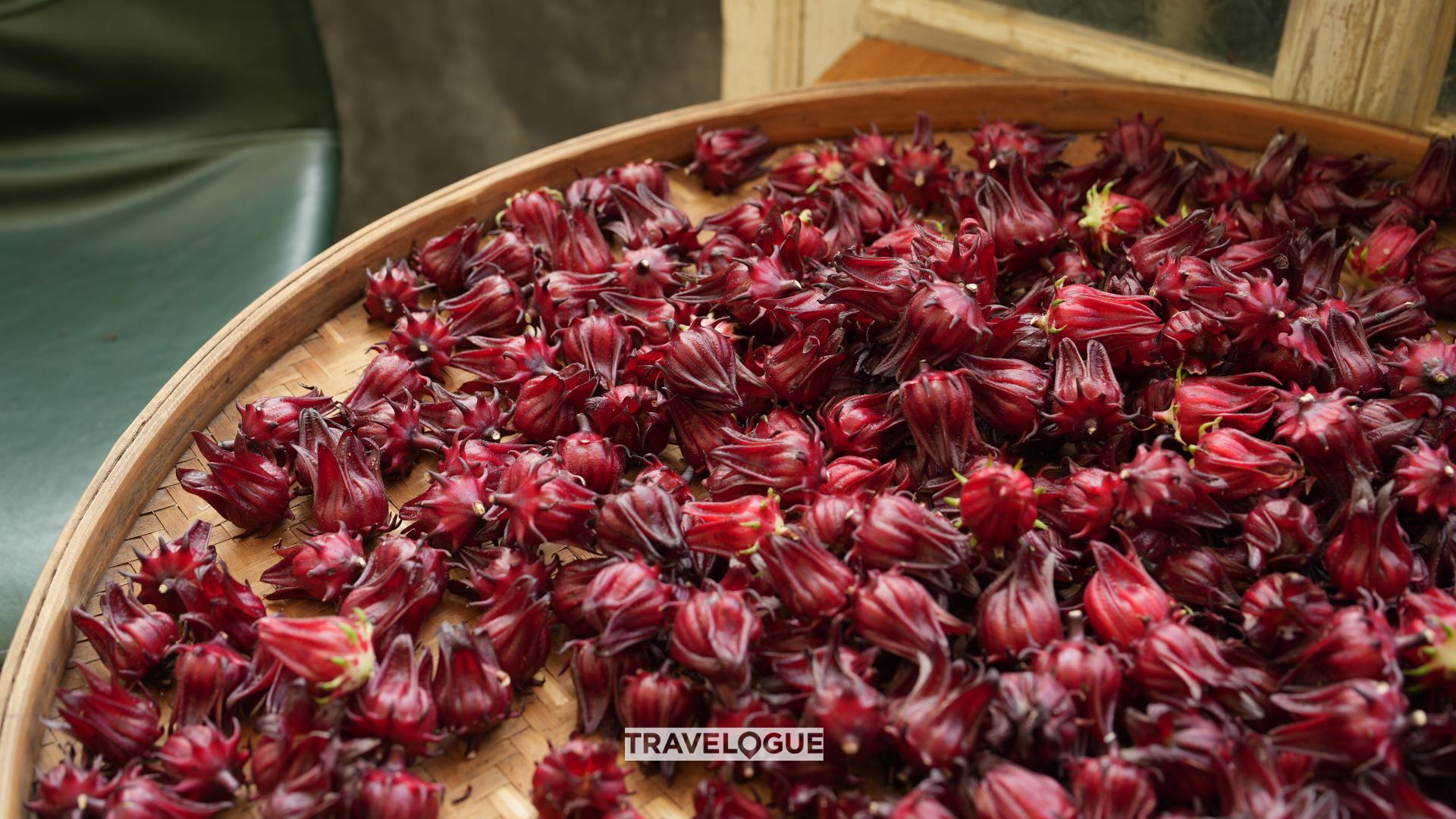 Blooms of ingenuity: The multifaceted world of the roselle in Shaoguan ...