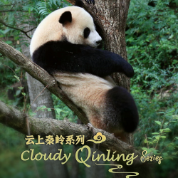 Cloudy Qinling Series Ep. 3: Anecdotes of the giant panda - CGTN