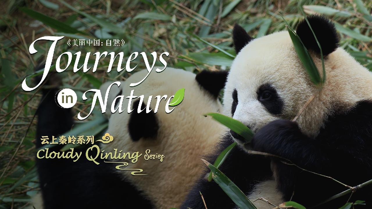 Cloudy Qinling Series Ep. 3: Anecdotes of the giant panda - CGTN