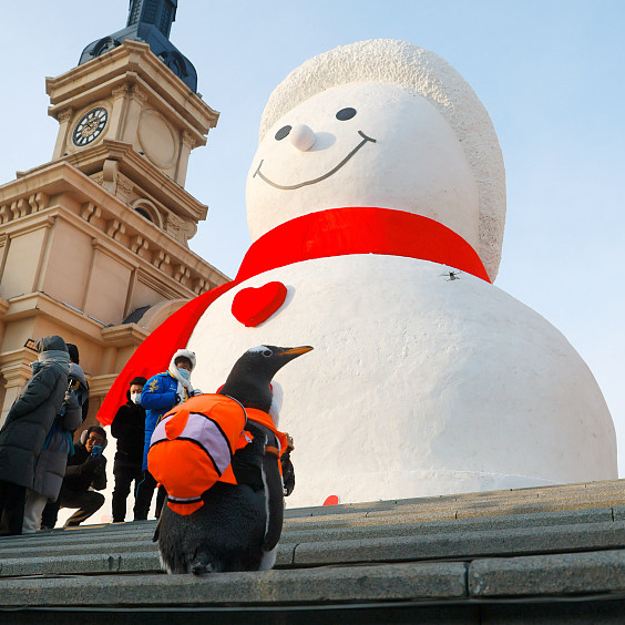 Live: Giant snowman makes annual appearance in NE China's Harbin - CGTN
