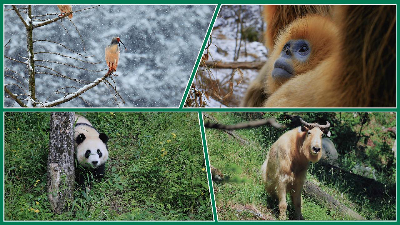 Meet four precious species in China's Qinling Mountains - CGTN