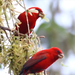 Ruby-red scarlet finch spotted in SW China after move to lower grounds - CGTN