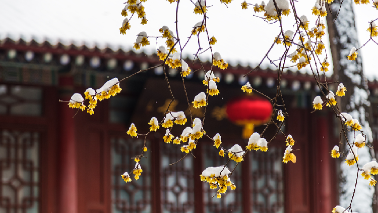 Layue, a joyful celebration in the run-up to Spring Festival - CGTN