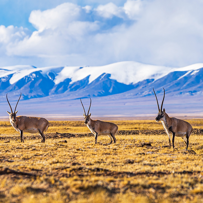 Mating season for Tibetan antelopes begins in NW China - CGTN