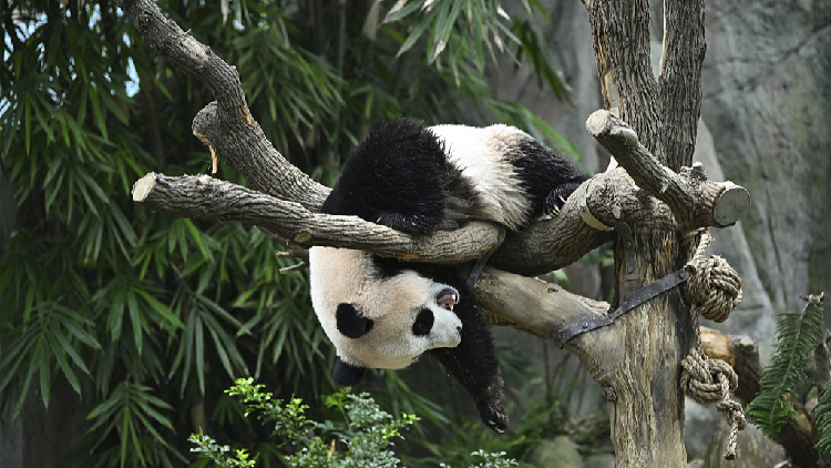 Singapore-born panda heads to SW China's Chengdu - CGTN