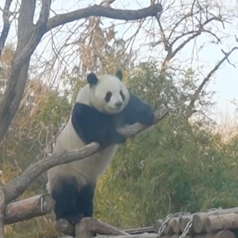 Star panda Meng Lan reunites with former breeder 'Grandpa Tan' - CGTN