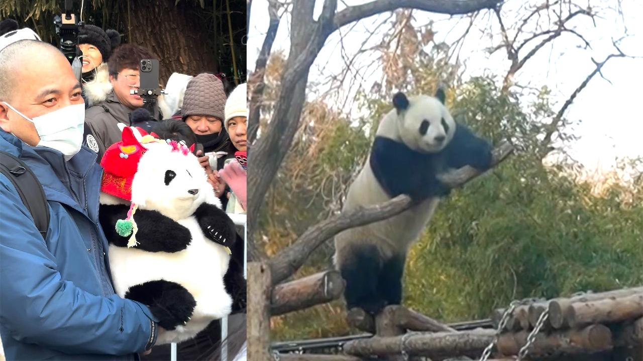 Star panda Meng Lan reunites with former breeder 'Grandpa Tan' - CGTN