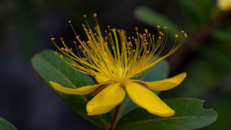 New plant species discovered in SW China - CGTN