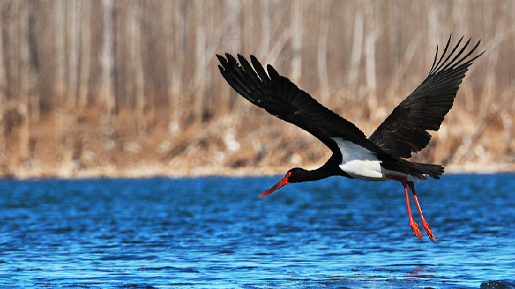 Over 60,000 birds winter in north China nature reserve - CGTN