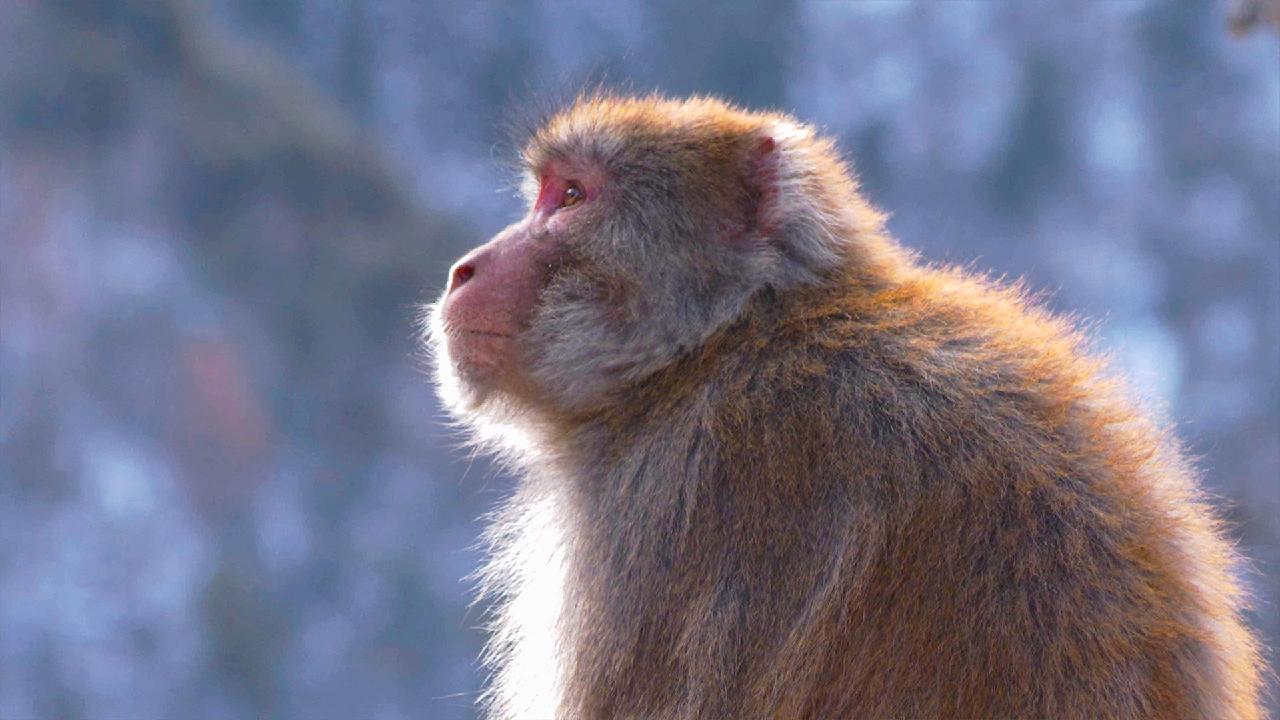 Explore macaque society in SW China's Xizang - CGTN