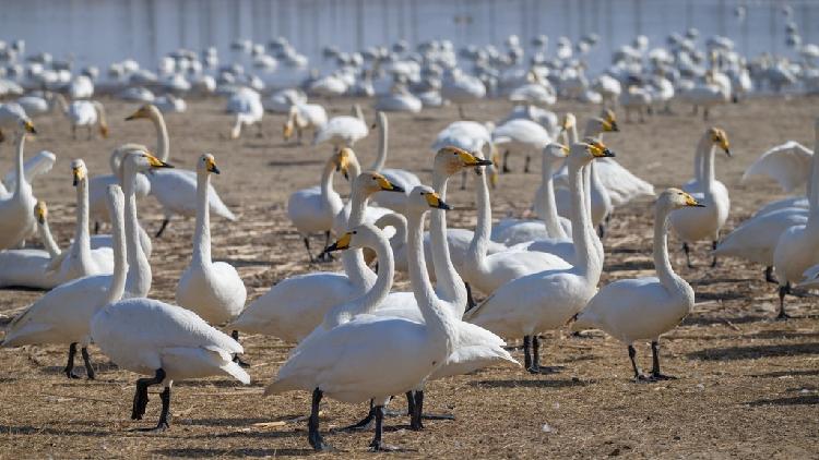 China's 'City of Swans' - CGTN