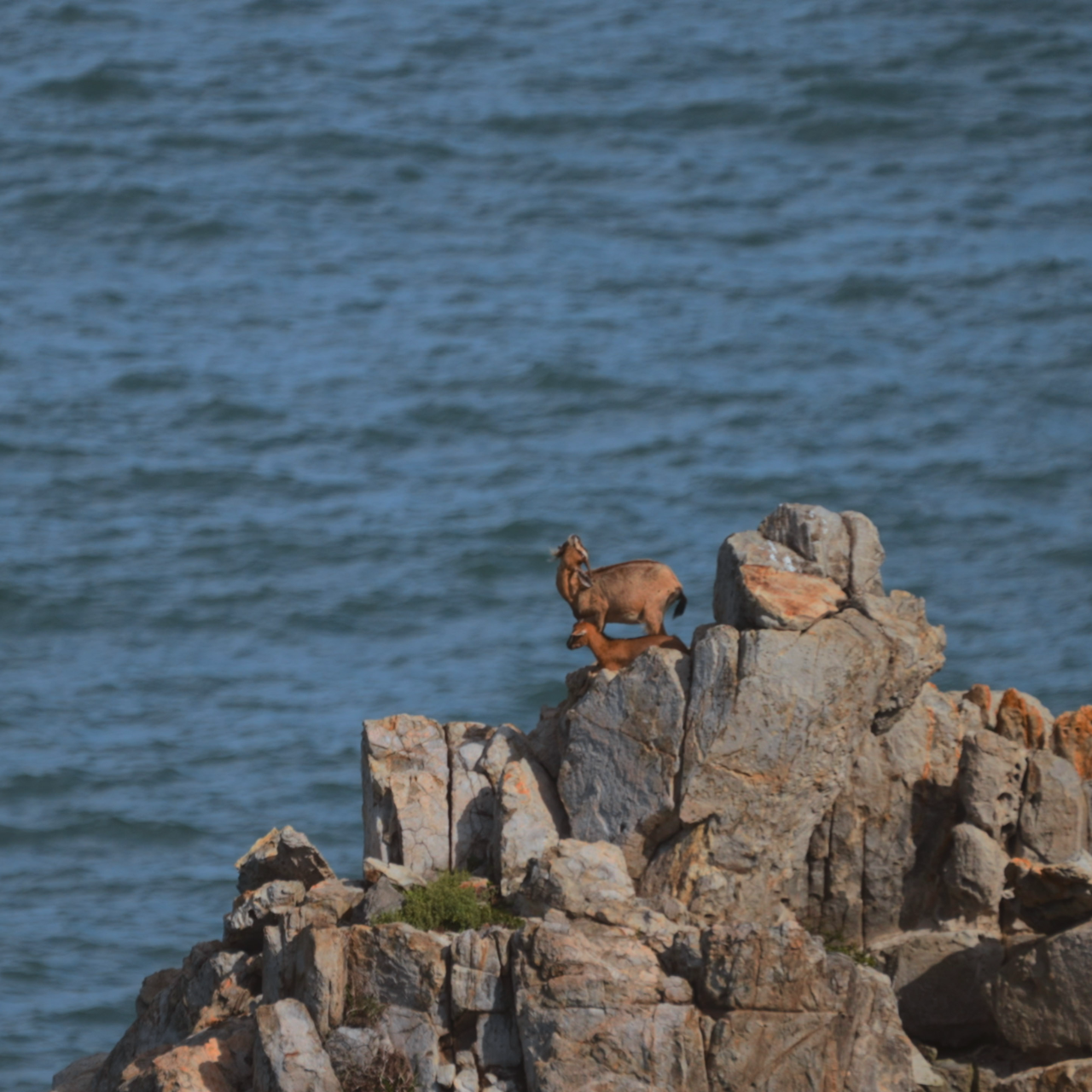 Eastern Fujian Series Ep. 1: Natural pasture for goats on the sea - CGTN