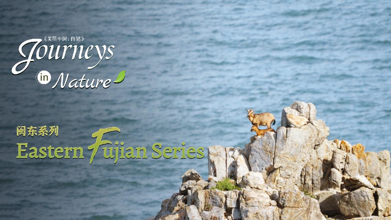 Eastern Fujian Series Ep. 1: Natural pasture for goats on the sea - CGTN