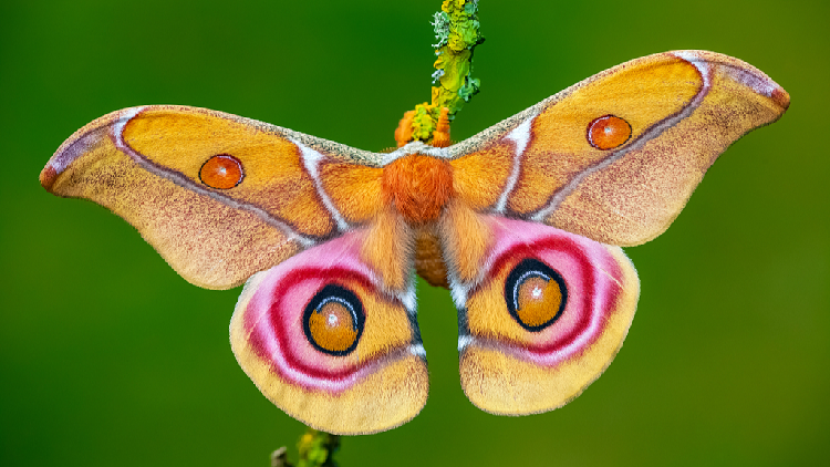 Are insects drawn to light? New research shows it's confusion, not ...