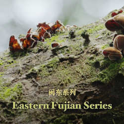 Eastern Fujian Series Ep. 6: Under the shade of the banyan tree - CGTN