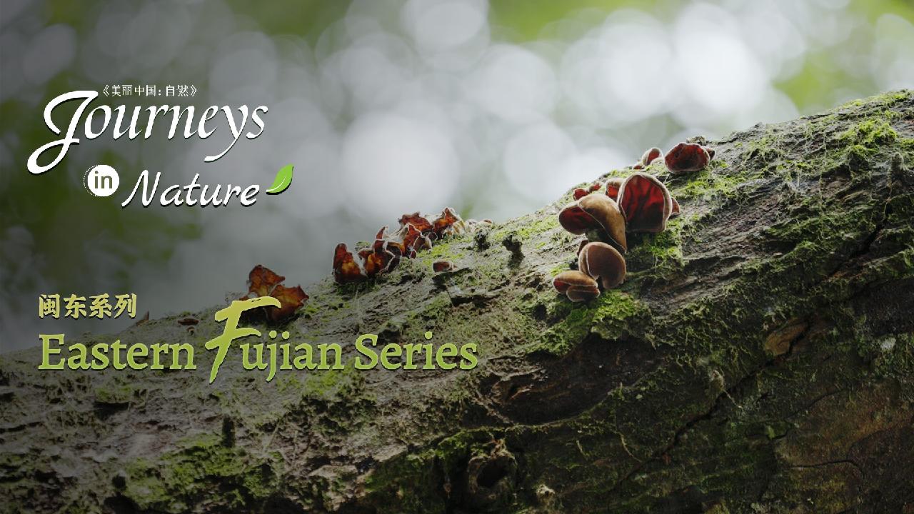 Eastern Fujian Series Ep. 6: Under the shade of the banyan tree - CGTN