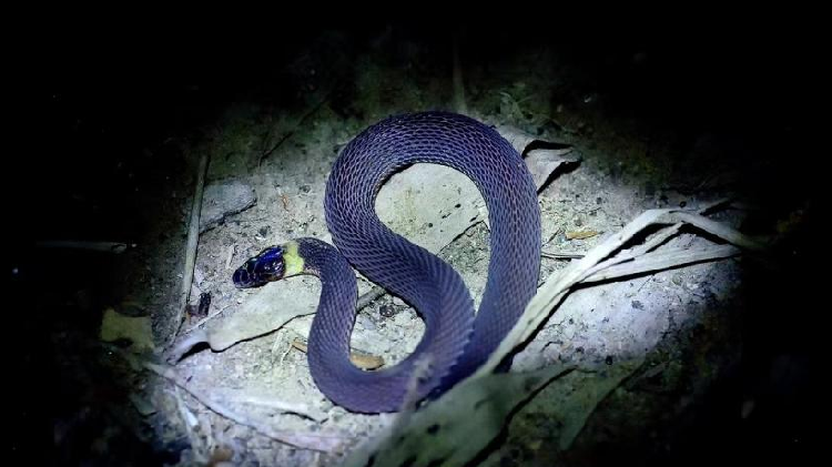 New snake species found in central China - CGTN