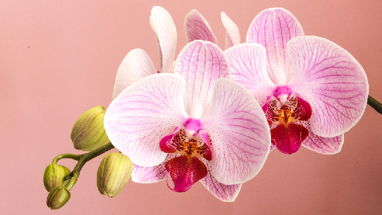 What are the most popular flowers for 2024 Spring Festival in China? - CGTN