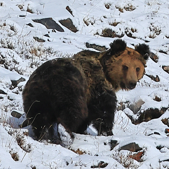 Bears are encroaching on herders' houses in NW China, but solutions ...