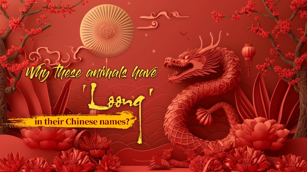 Why do these animals have 'loong' in their Chinese names? - CGTN