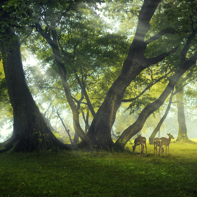 Researchers develop method to boost tree genetic cloning - CGTN