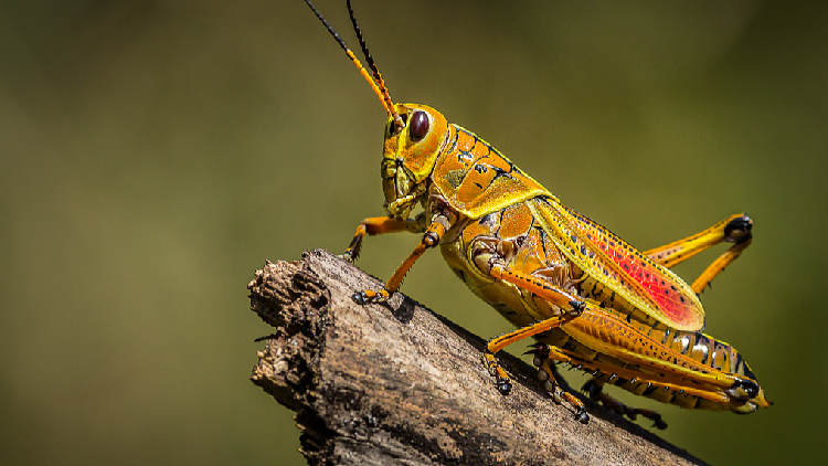 Climate change to worsen locust outbreaks, study finds - CGTN