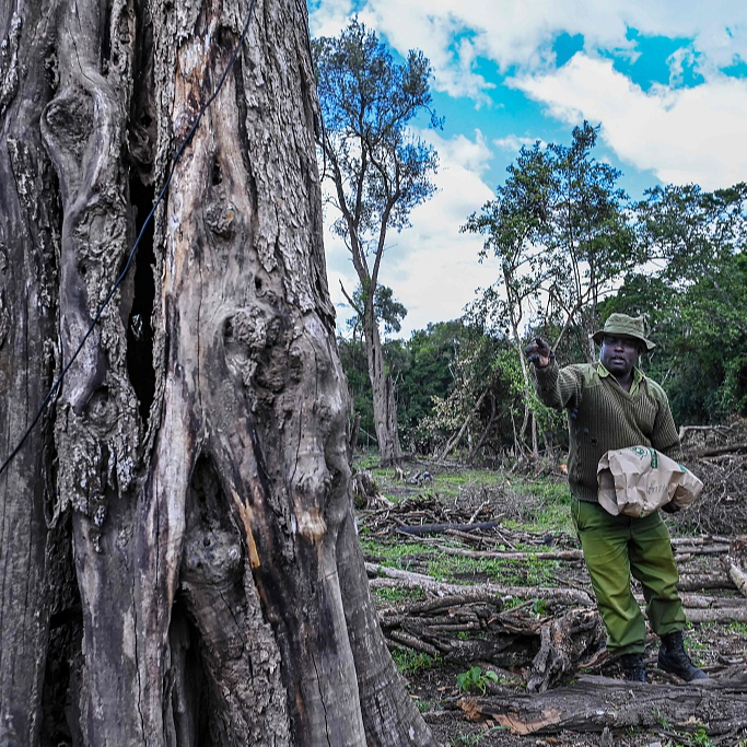 UN honors 7 initiatives for advancing ecosystem restoration agenda - CGTN