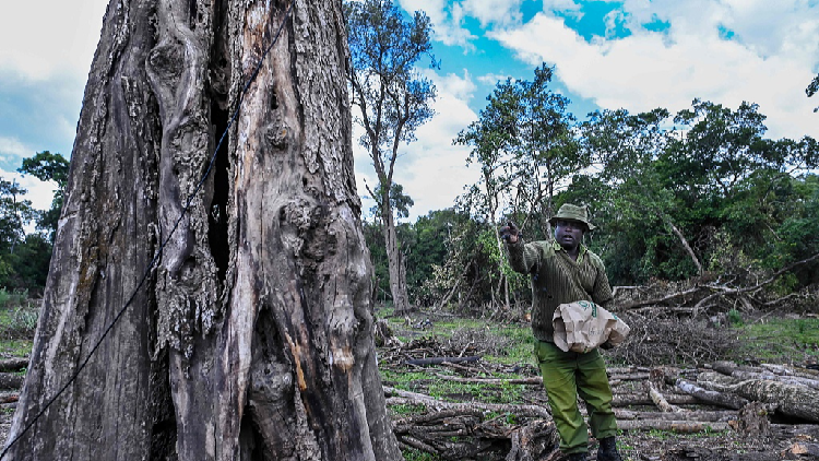 UN honors 7 initiatives for advancing ecosystem restoration agenda - CGTN