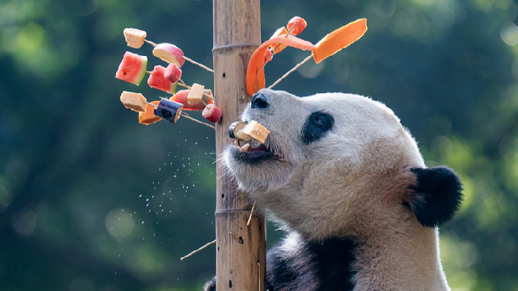 Giant pandas feast on skewers at Chongqing Zoo - CGTN