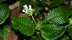 New plant species discovered in SW China - CGTN