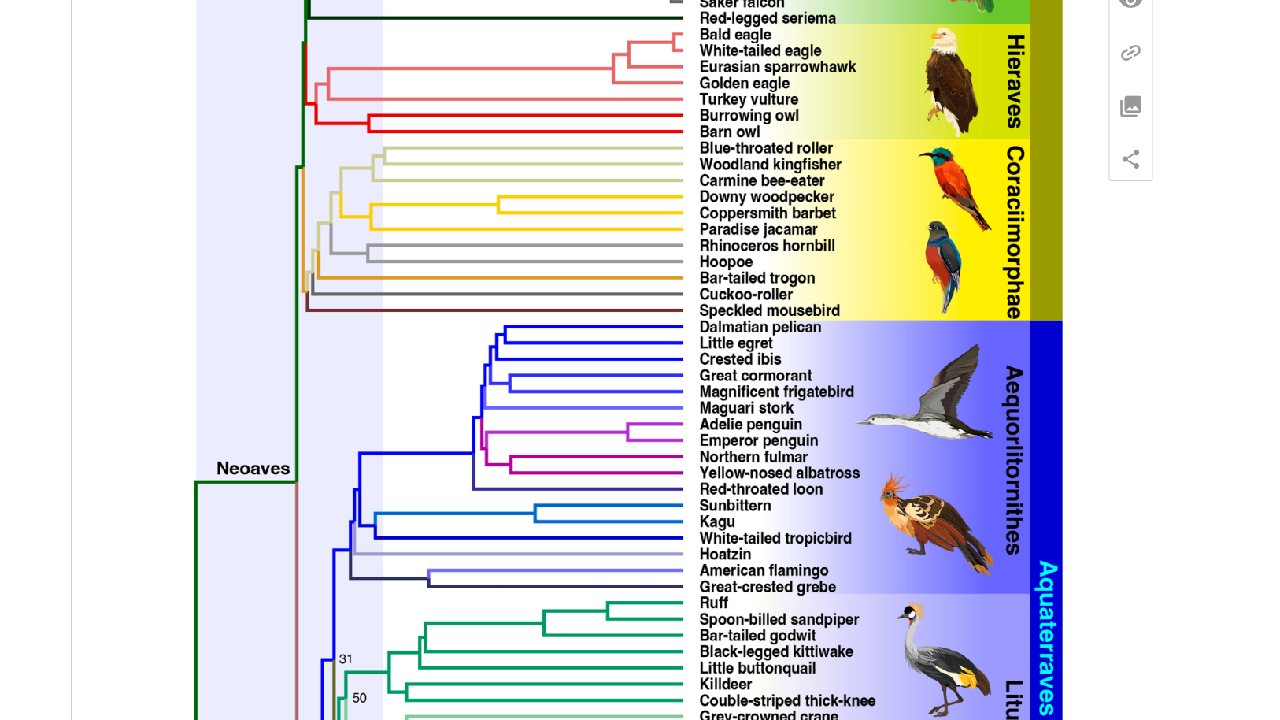 Scientists found modern birds diversified before dinosaur extinction - CGTN