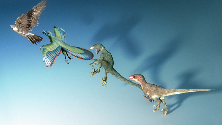 Birds began their evolution long before demise of dinosaurs - CGTN