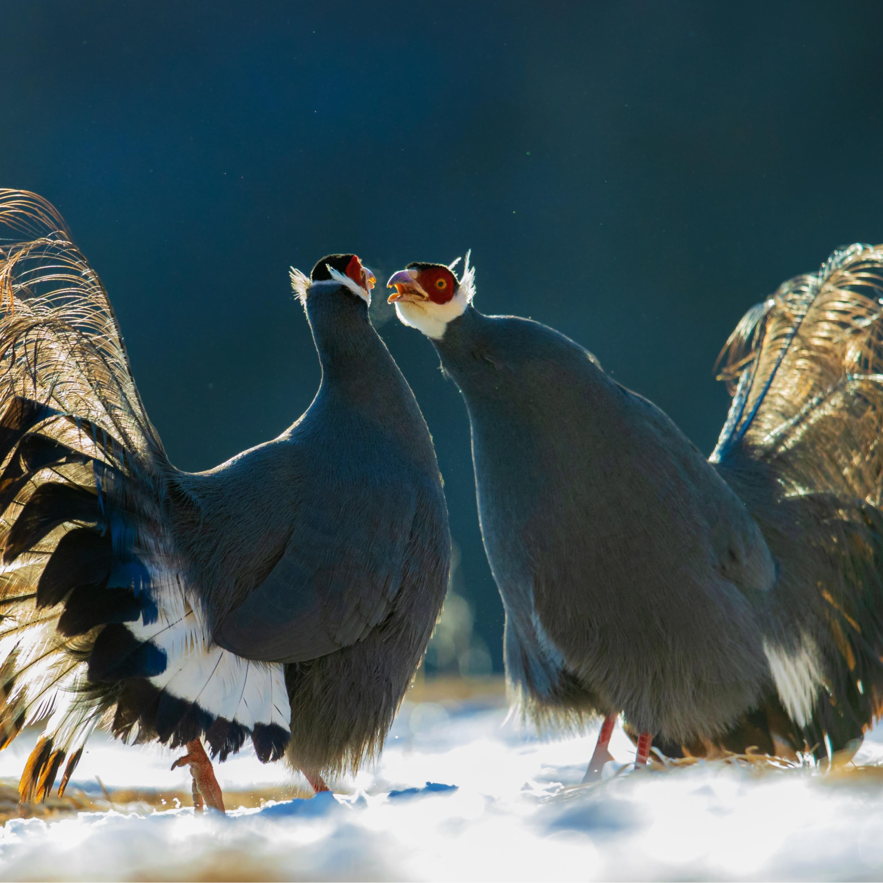 Blue-eared pheasant spotted on white snow in NW China - CGTN