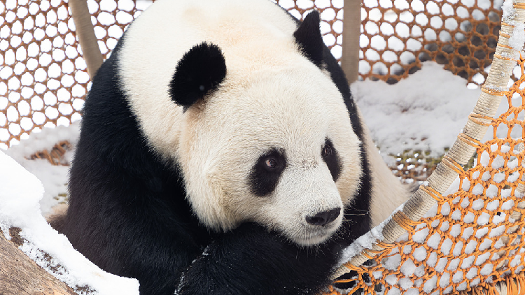 China to launch new round of joint international giant panda ...