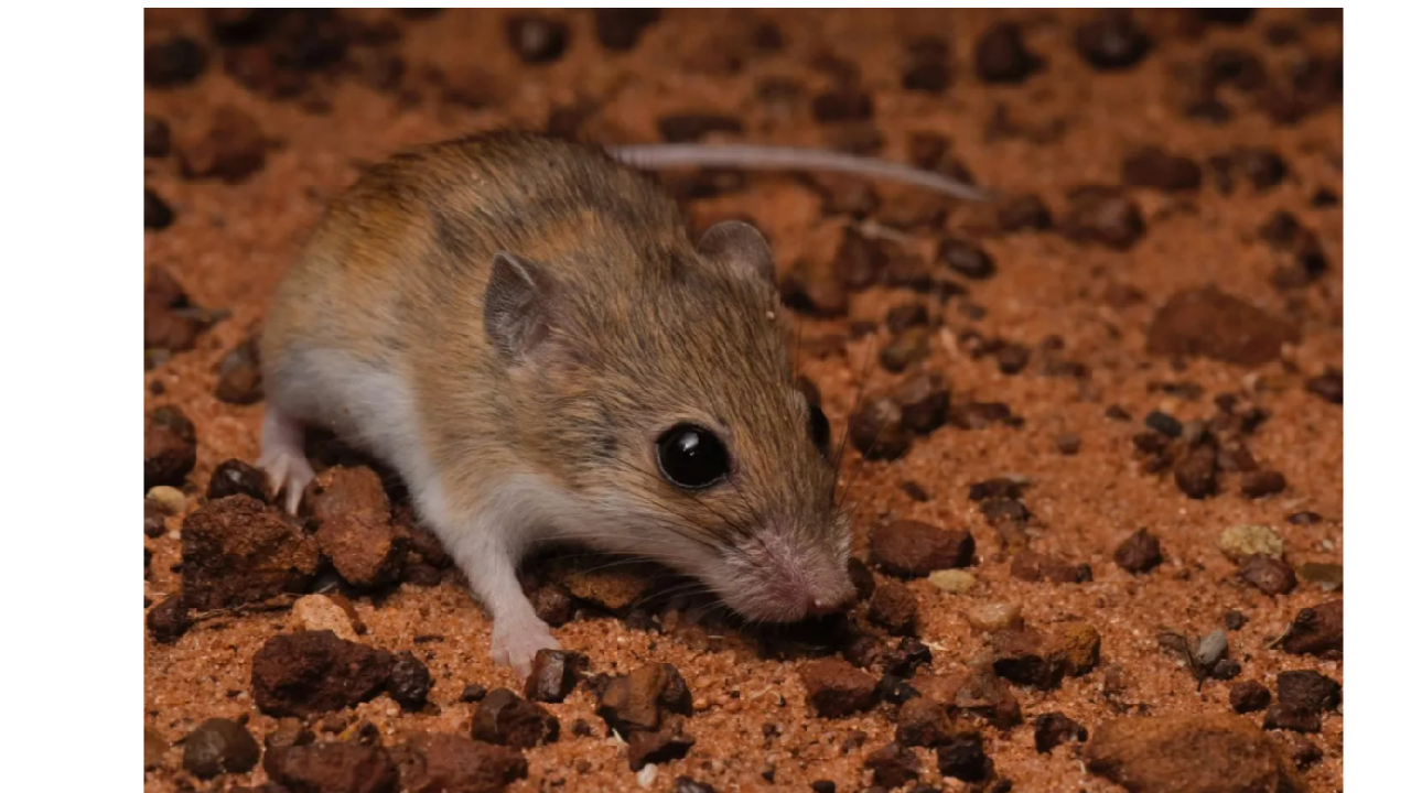 New native rodent species discovered in Australia - CGTN
