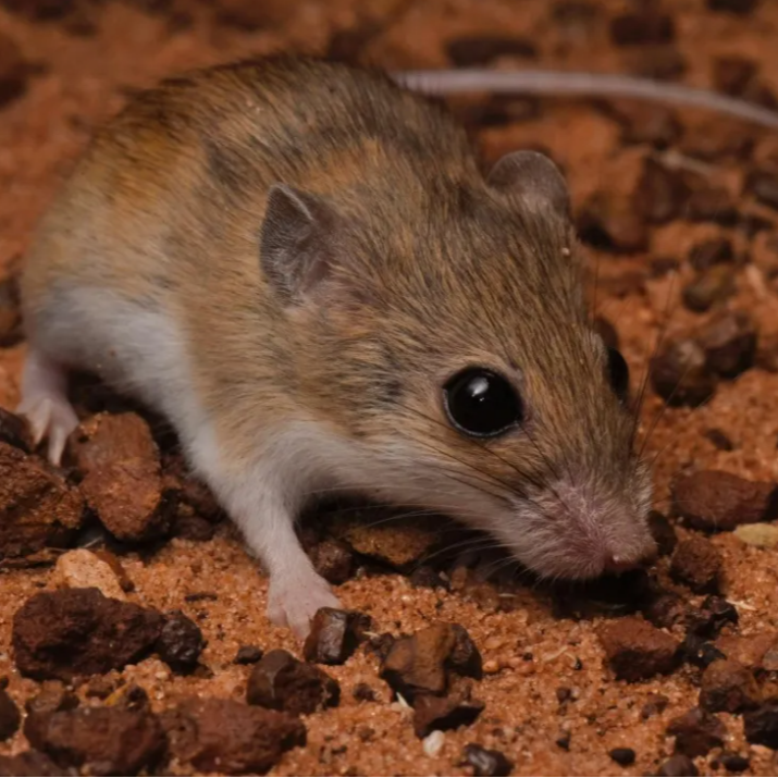 New native rodent species discovered in Australia - CGTN