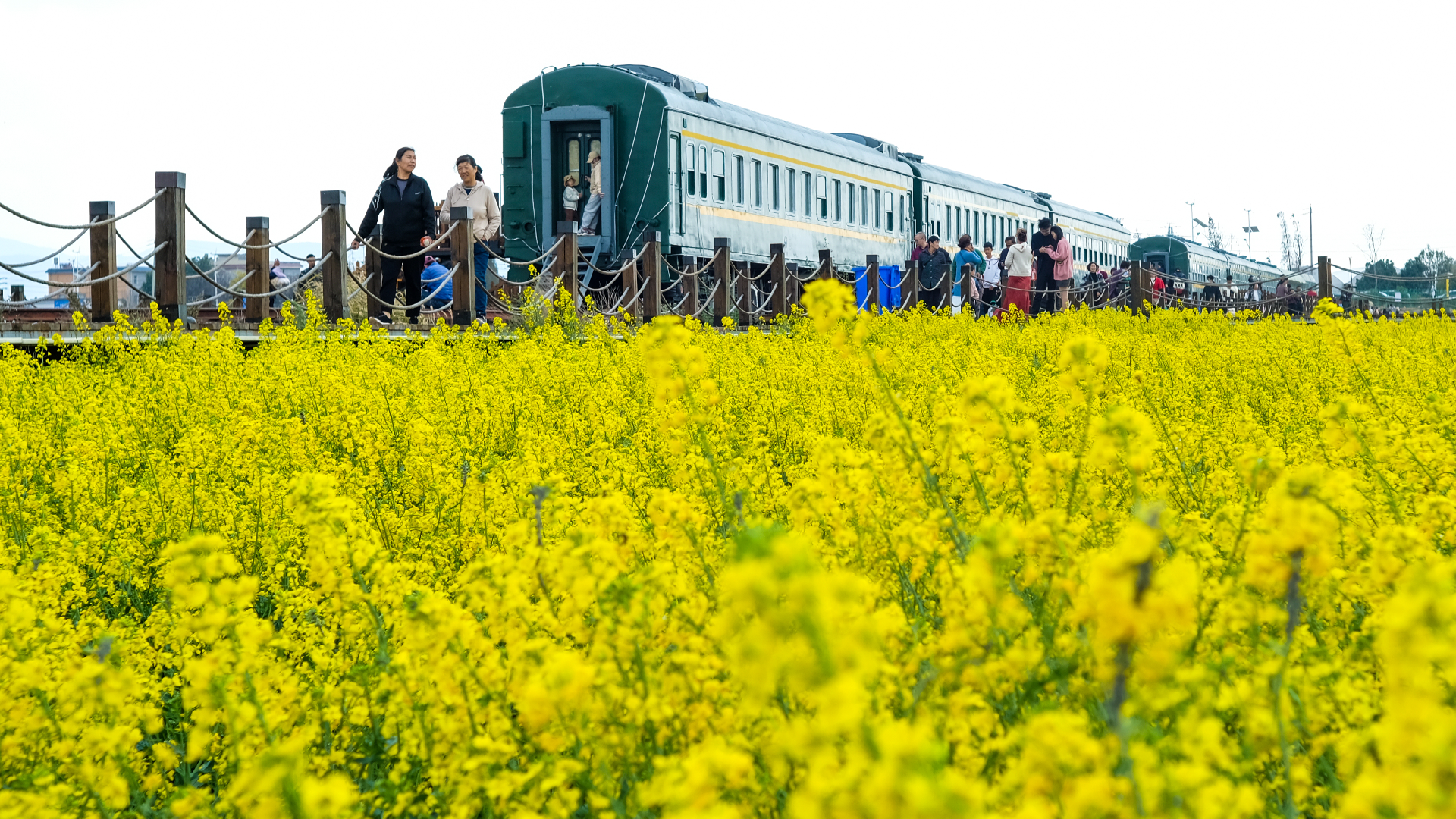 Blooming rapeseed blossoms herald spring in Kunming - CGTN