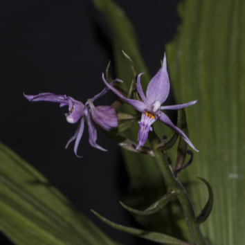 New orchid species found in SW China - CGTN