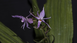 New orchid species found in SW China - CGTN