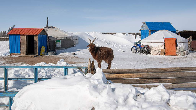 Two million animals dead as extreme winter weather hits Mongolia - CGTN