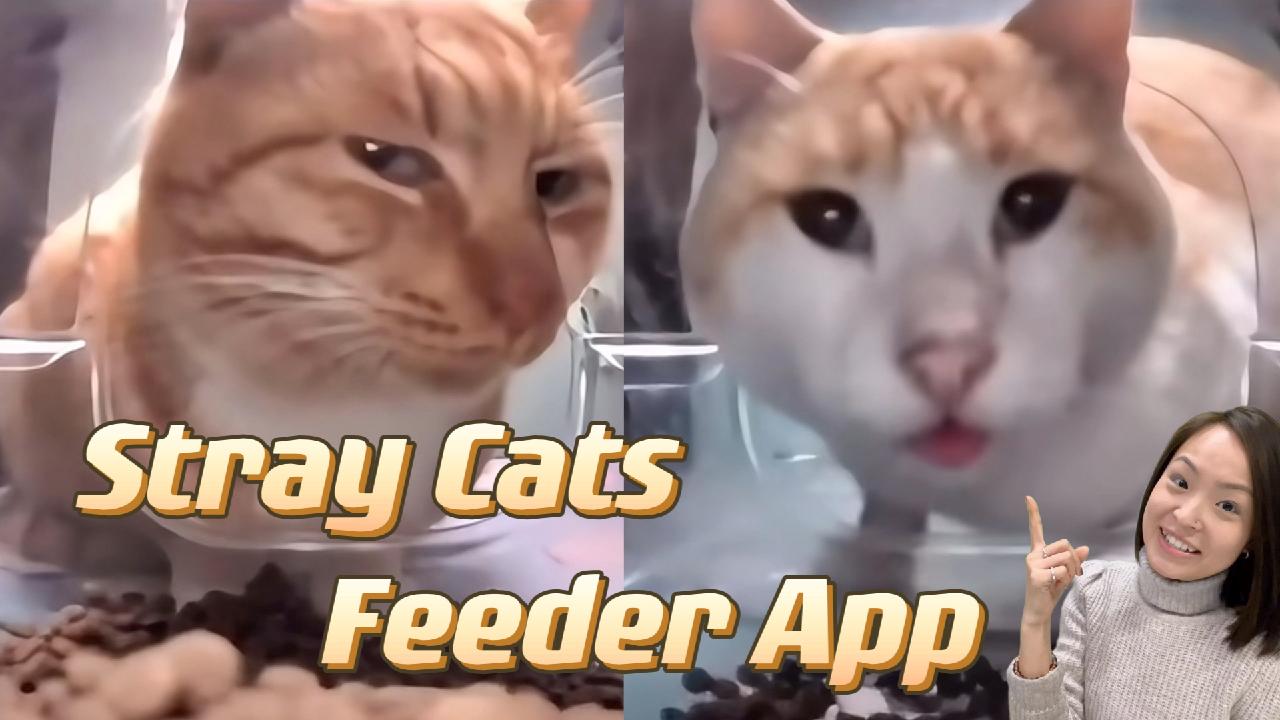 App helps to feed and care for stray cats in China - CGTN