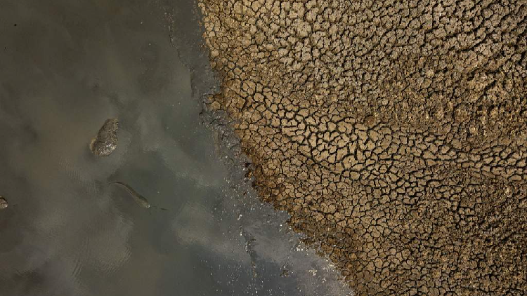 Drought-stricken Botswana wildlife faces dire conditions - CGTN