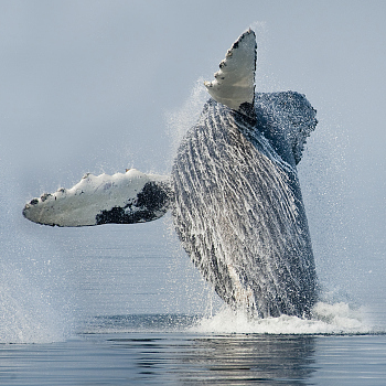 Heat waves may be driving whale decline in Pacific: study - CGTN