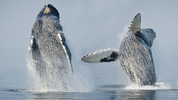 Heat waves may be driving whale decline in Pacific: study - CGTN