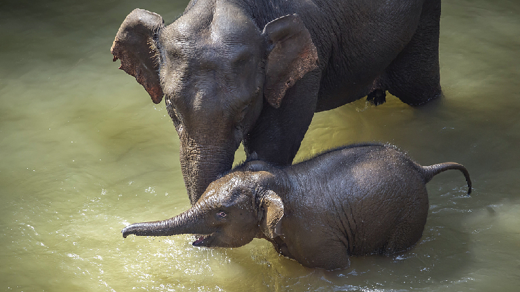 China develops regional standards for Asian elephant conservation - CGTN