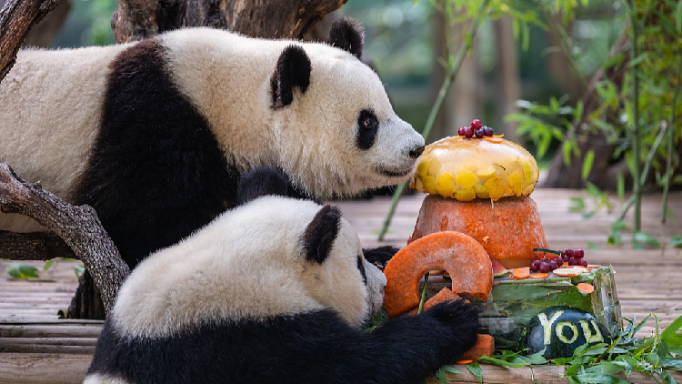 Panda family comes back to China from Spain's Madrid Zoo - CGTN