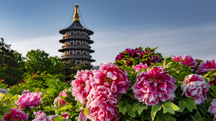 Spring blossoms across China: Six destinations to enjoy springtime - CGTN