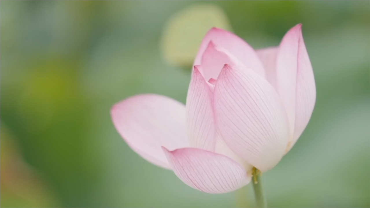 Lotus blossoms in Wufu Ancient Town - CGTN